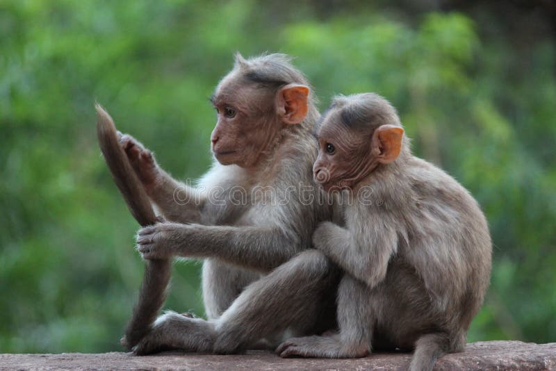 Enjoying together monkeys stock photo. Image of together - 49110282