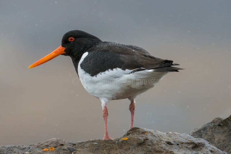 Enkel Strandskata Svartvit Fågel Med Den Långa Raka Röda Näbb ...