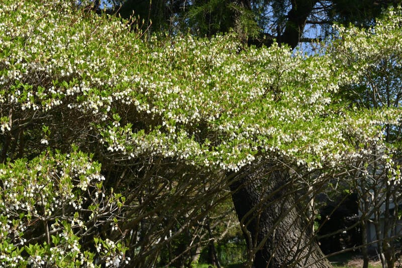Enkianthus Perulatus Tree and Flowers. Stock Image - Image of blossom ...