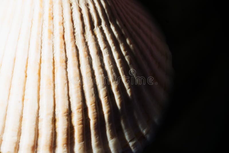 Enlarged Image of a Seashell Stock Photo - Image of body, calcium ...