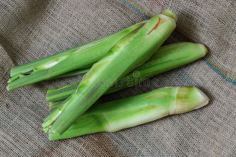 Rice Stem, Cross Section, High Power Stock Photo - Image of educational ...