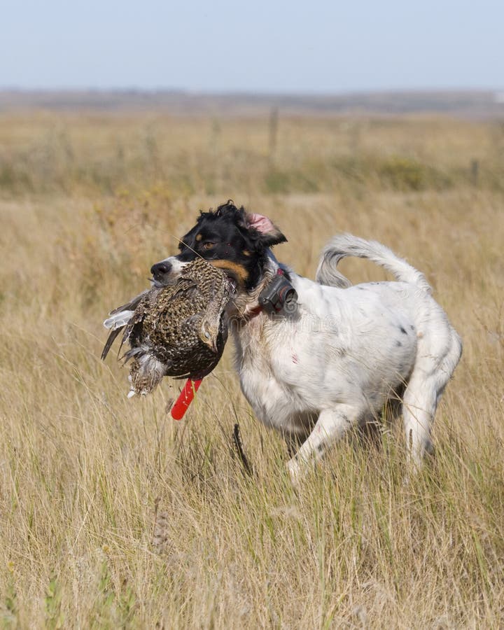 Enlgish Setter with Sharptailed Grouse Stock Photo - Image of quail ...
