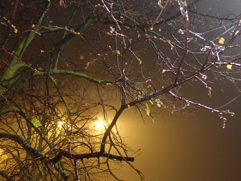 Autumn Street with Tree in the Night Stock Photo - Image of light ...