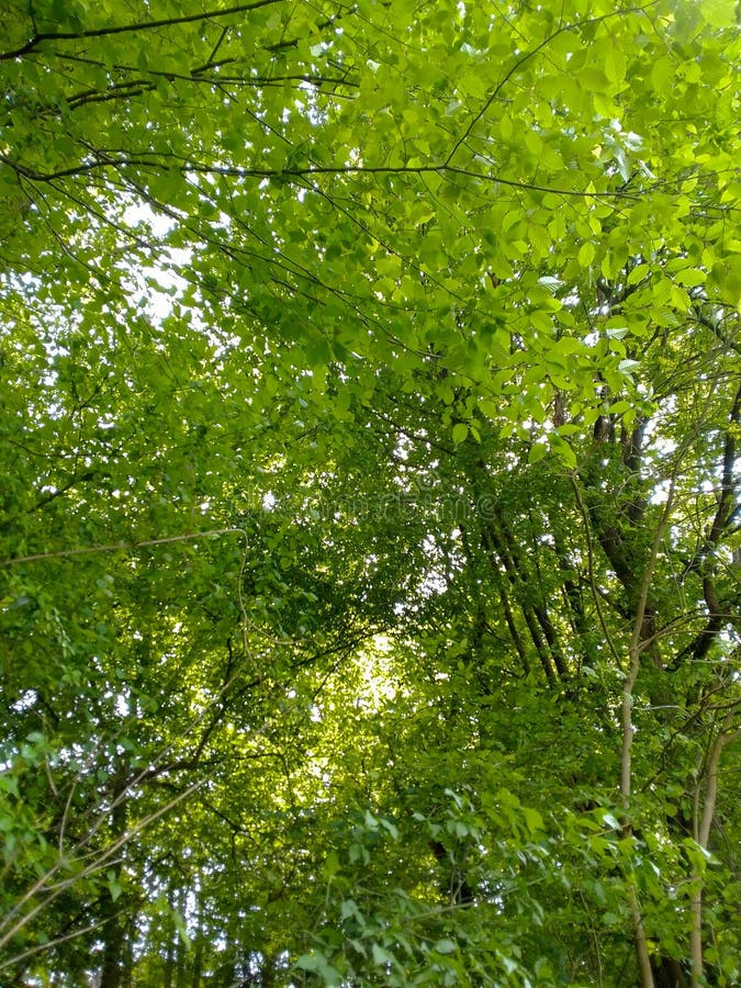 Enlightened green forest stock photo. Image of green - 190872468