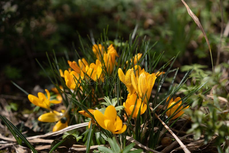 Enlightened Yellow Crocus in Sunshine on Springtime Stock Image - Image ...