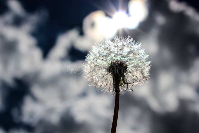 Enlightenment stock photo. Image of sunny, dandelion - 63863368