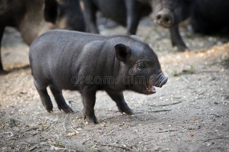 Mini Cerdo Negro En Un Prado Imagen de archivo - Imagen de cerdo ... Mini Cerdo Negro En Un Prado Imagen de archivo - Imagen de cerdo ...