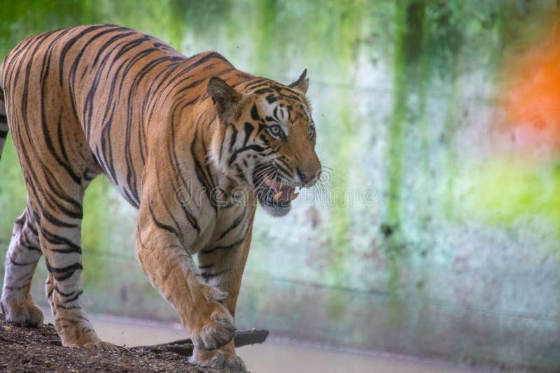 Enojado Tigre De Bengala Real Imagen de archivo - Imagen de bengala ...