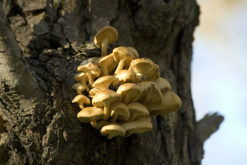 Enoki Mushroom stock photo. Image of velutipes, enoki - 16423430