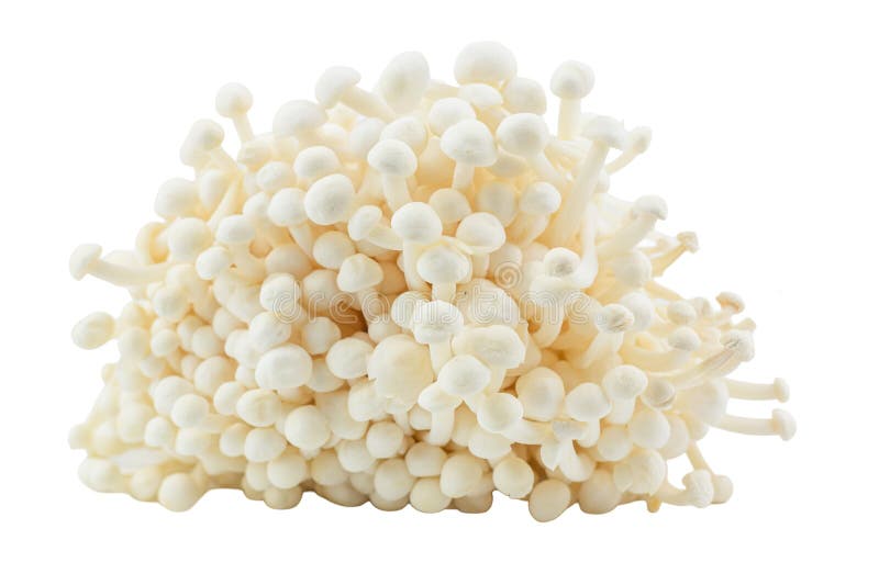 Enoki Mushroom Isolated on a White Stock Image - Image of pile ...
