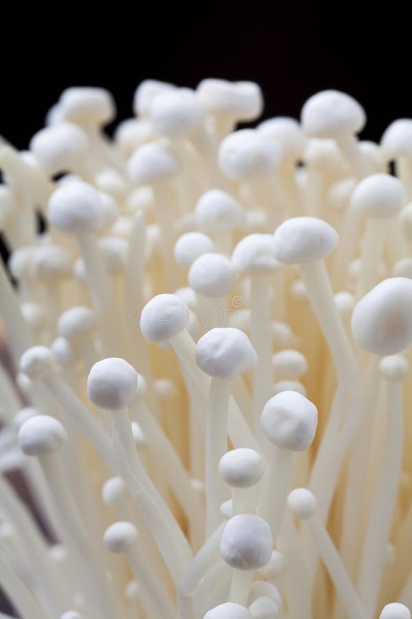 Enoki mushrooms stock image. Image of organic, enoki - 29430711