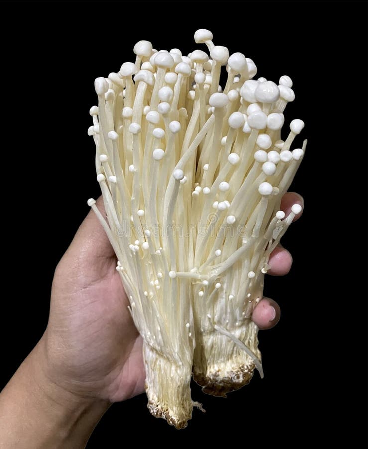 Enoki mushrooms stock photo. Image of mushrooms, mushroom - 254558048