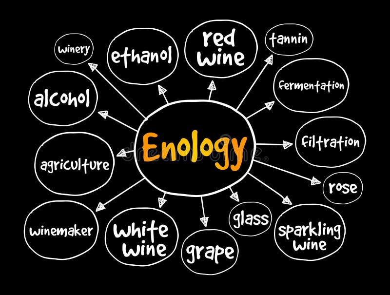 Enology Mind Map, Concept for Presentations and Reports Stock ...