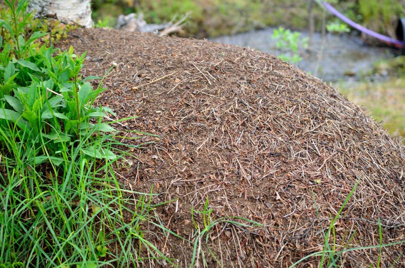 Enorm myrstack fotografering för bildbyråer. Bild av bifokal - 35384505