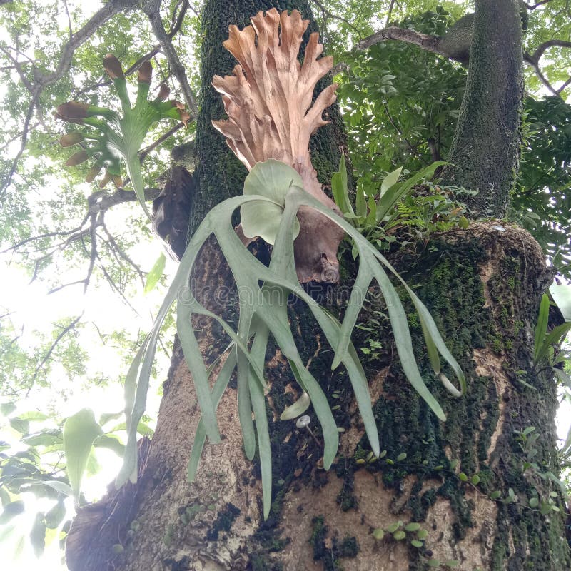 Enorme planta de kadaka foto de archivo. Imagen de enorme - 265592490