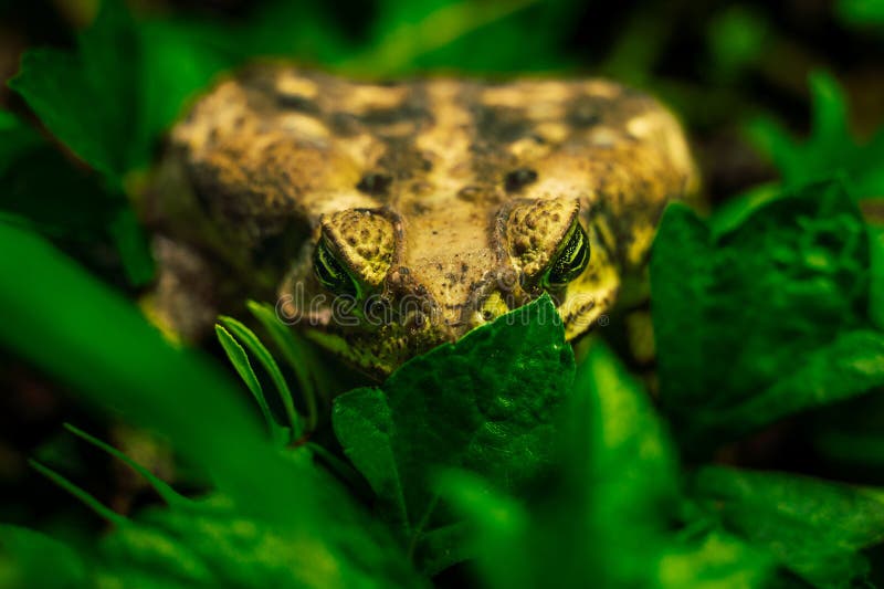 Enorme Sapo De Toro Mexicano Entre Las Malezas Imagen de archivo ...