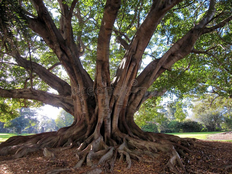 Enormer australischer Baum stockbild. Bild von australien - 73785007