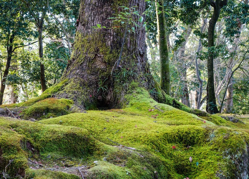 Enormer Baum am Wald in Kyoto, Japan Stockfoto - Bild von gatter ...