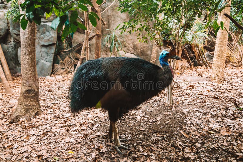 Kasuar im wilden stockbild. Bild von tier, bild, wild - 65062245