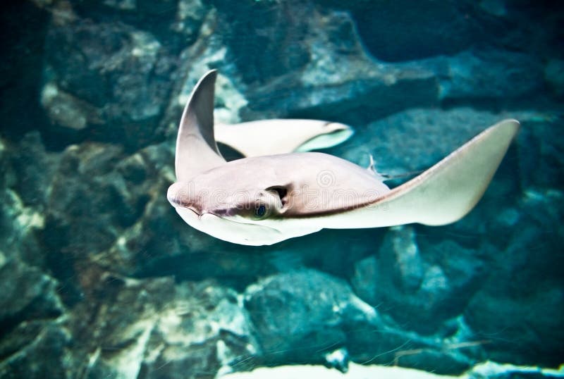 Enormer Mantarochen, Der Unter Wasser Fliegt Stockfoto - Bild von ruhe ...