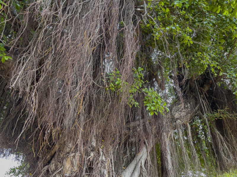 Enormous Air Root of a Tree Stock Image - Image of tropical, nature ...