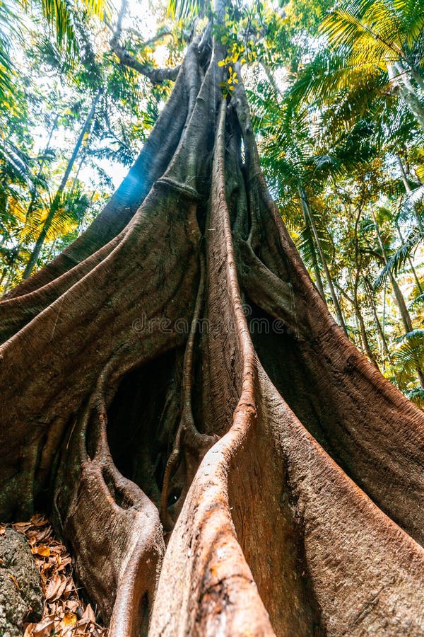 Enormous Fig Tree with Big Roots. Stock Photo - Image of heritage ...
