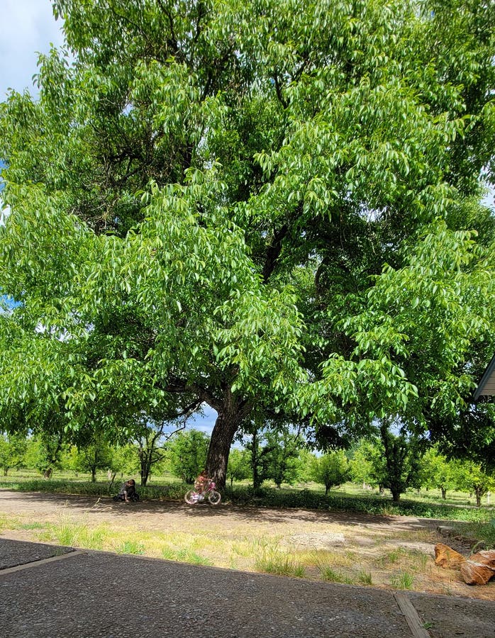 Enormous Green Walnut Tree Shade Stock Photos - Free & Royalty-Free ...