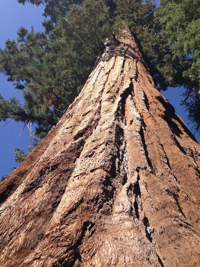 Enormous Tree Entwining Ta Prohm, Cambodia Stock Image - Image of ...