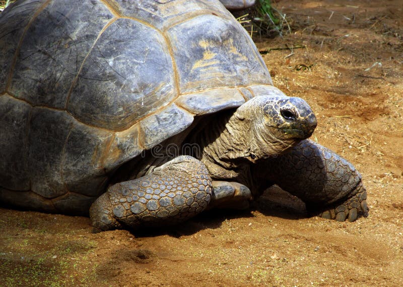 Enormous South African Tortoise The Bergskilpad Stock Image - Image of ...