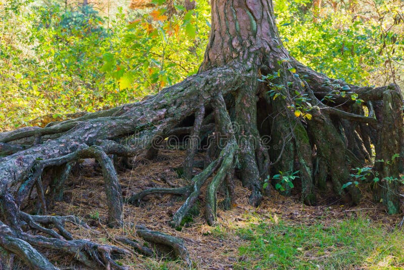 629 Roots Tree Above Ground Photos - Free & Royalty-Free Stock Photos ...
