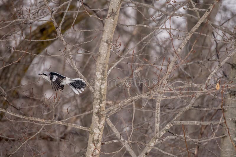 Enorthern Stock Photos - Free & Royalty-Free Stock Photos from Dreamstime