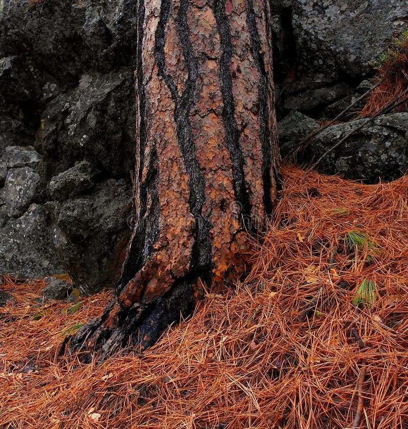 Enraizado Fotos De Stock - Baixe 1,902 Fotos Royalty Free