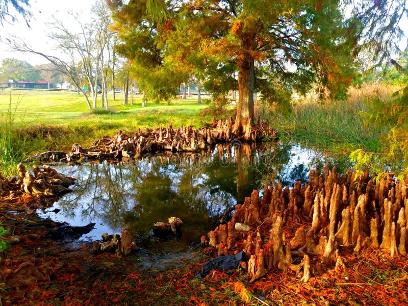 Enraizado Fotos De Stock - Baixe 1,902 Fotos Royalty Free