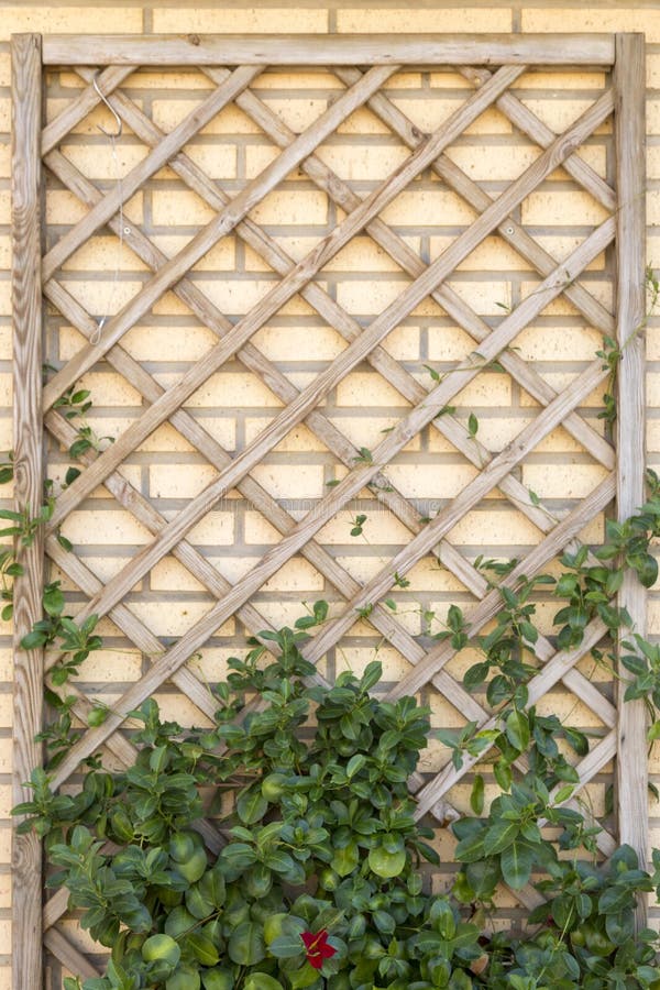 Enredadera En Enrejado De Madera Foto de archivo - Imagen de madera ...
