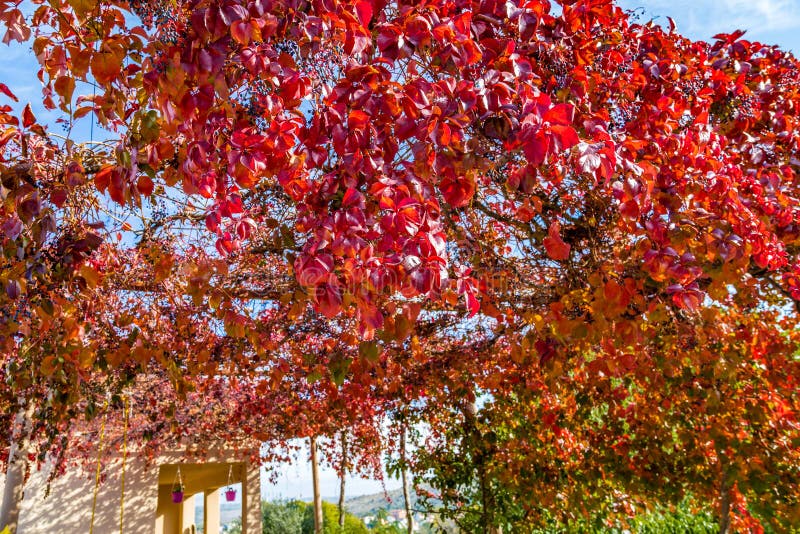Enredadera roja imagen de archivo. Imagen de hojas, virginia - 103463027