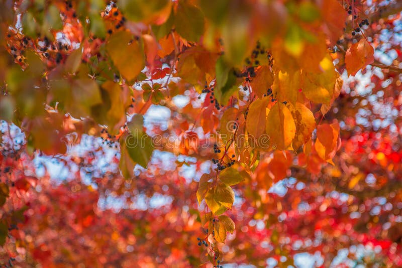 Enredadera roja imagen de archivo. Imagen de hojas, virginia - 103463027