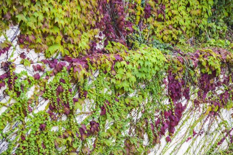 Enredaderas rojas y verdes foto de archivo. Imagen de planta - 92715066