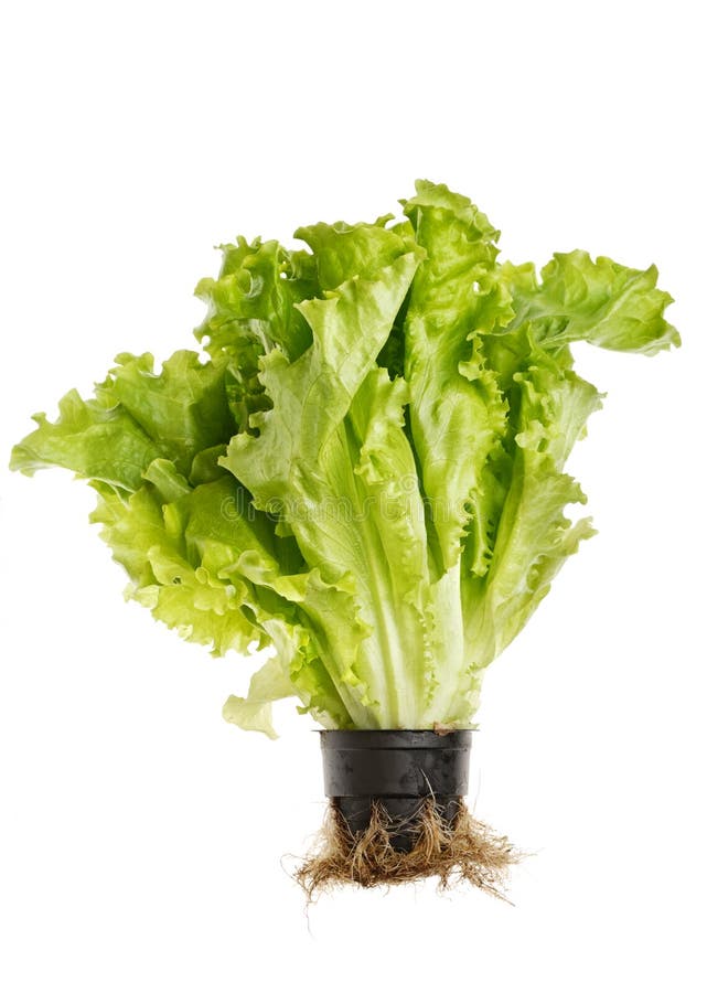 Ensalada De La Lechuga En Crisol Imagen de archivo - Imagen de verano ...