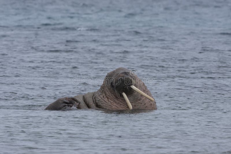 Ensam Valross Som Tar Ett Bad Arkivfoto - Bild av visa, djurliv: 131849454