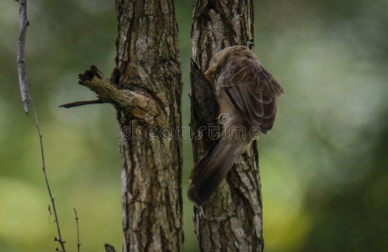 Ensconce stock image. Image of ensconce, bird, snugly - 99586325