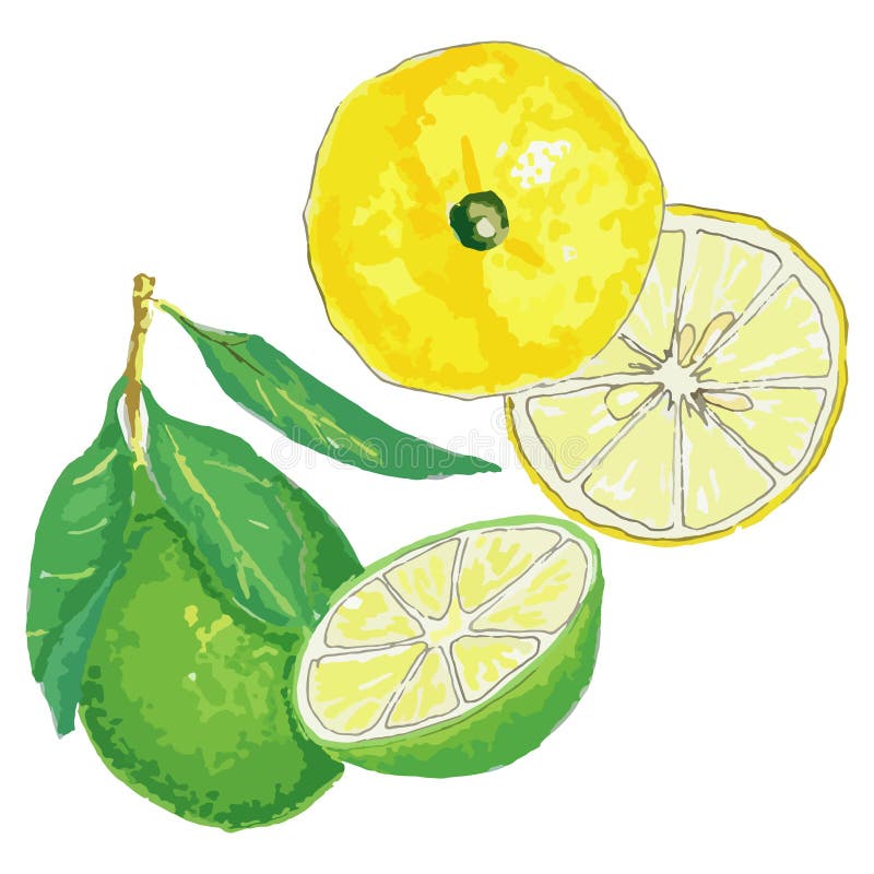 Ensemble d'agrumes illustration stock. Illustration du demi - 63007362
