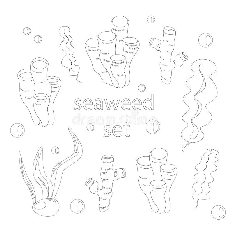 Ensemble d'algues illustration de vecteur. Illustration du décoration ...