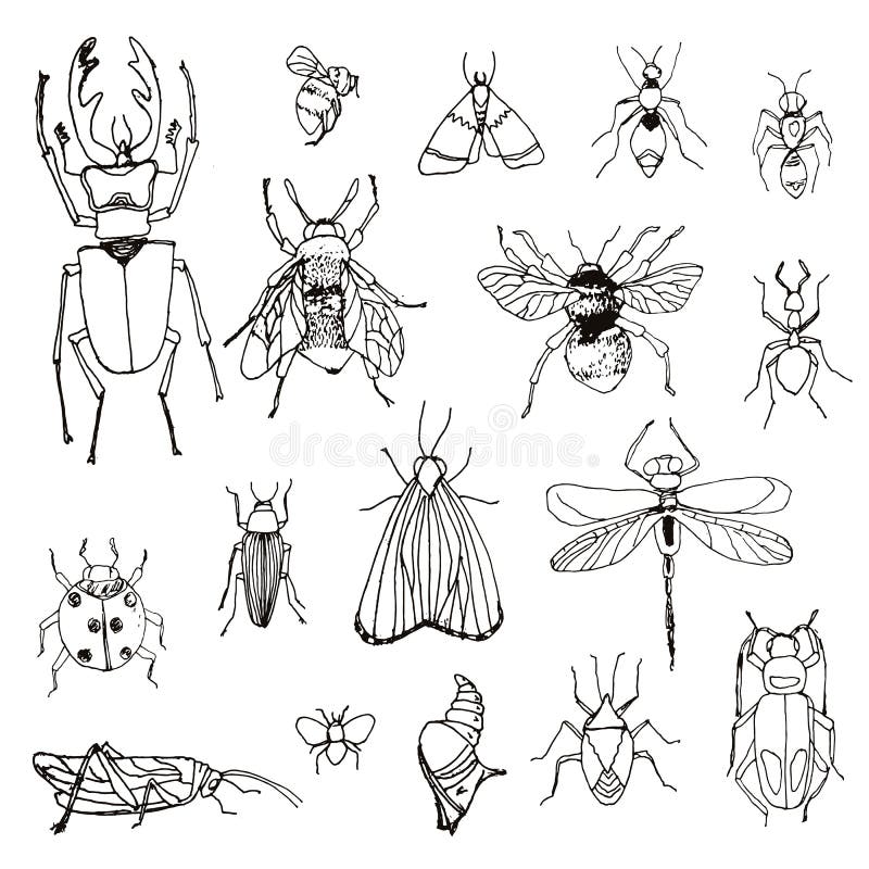 Ensemble D'insectes, Croquis Illustration de Vecteur - Illustration du ...