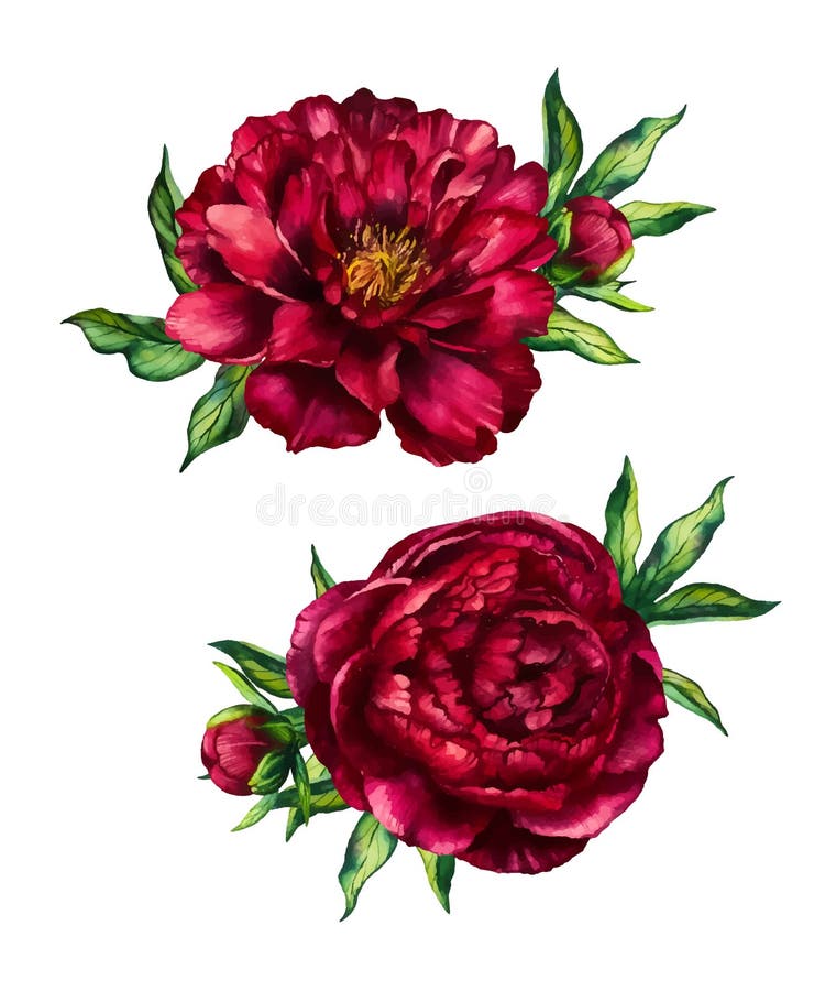 Aquarelle Blanche Et Rouge De Fleur De Pivoines Illustration Stock ...