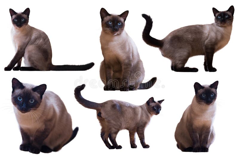 Ensemble De Chats Siamois Adultes Photo stock - Image du chaton ...