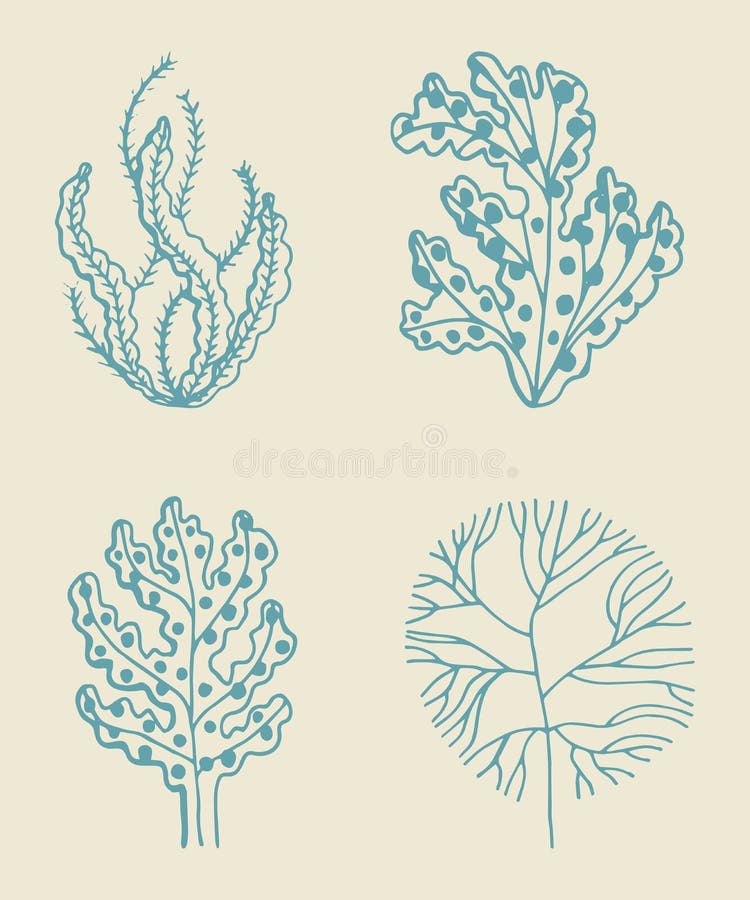 Ensemble De Croquis De Vecteur D'algue Illustration Illustration de ...