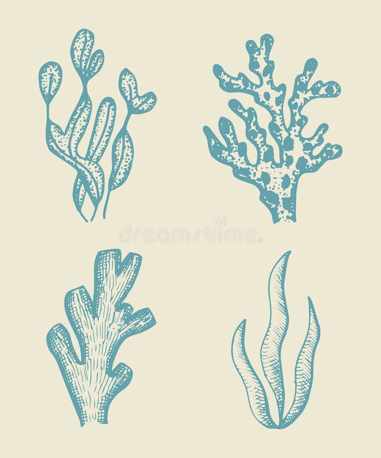 Ensemble De Croquis De Vecteur D'algue Illustration Illustration de ...