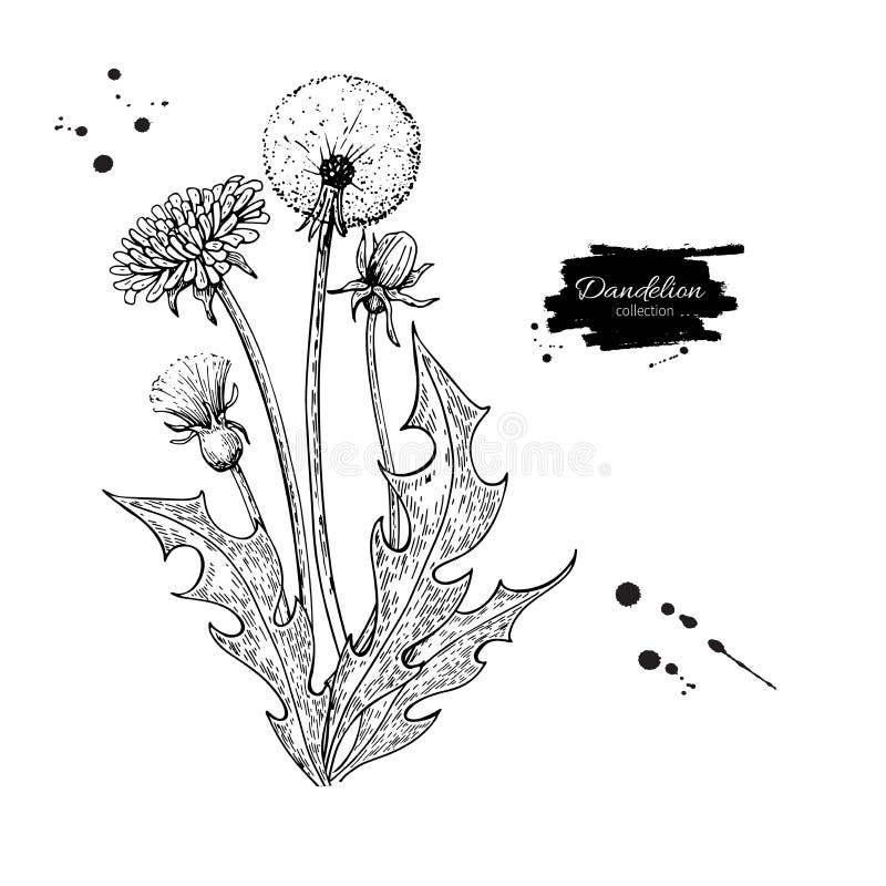Image de Fleur: Dessiner Une Fleur De Pissenlit Image de Fleur: Dessiner Une Fleur De Pissenlit