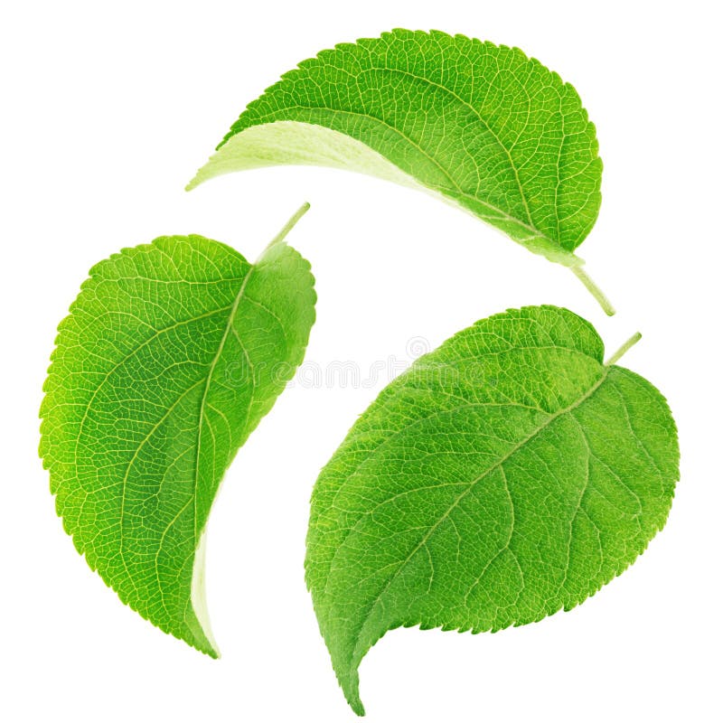 Feuille De Pommier D'isolement Sur Un Blanc Photo stock - Image du ...