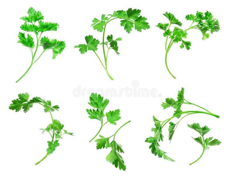 Ensemble De Feuilles De Persil D'isolement Sur Le Fond Blanc Image ...